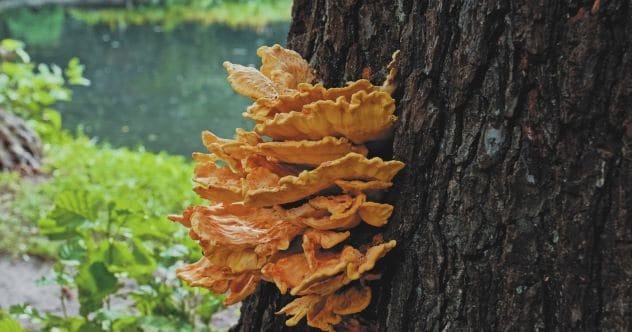 10 Weird Tree Facts That Will Grow On You - RankedFacts.com